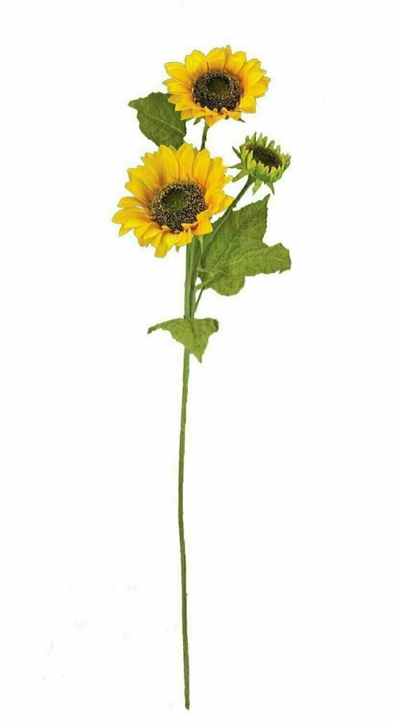 Floral Stems - NSENET